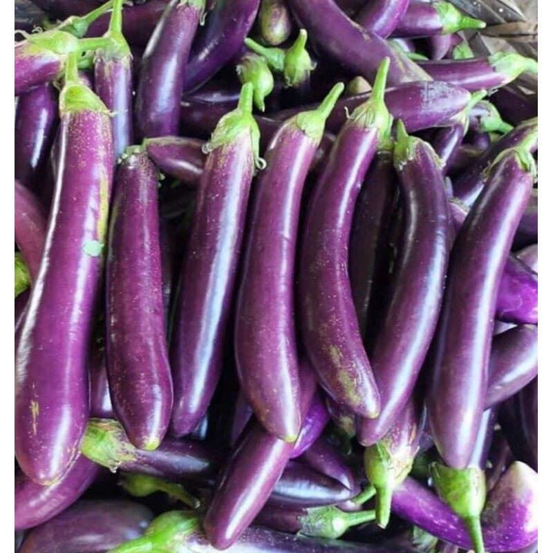 50 Seeds (buy 2 get 1 free) Eggplant Purple Talong for Sale Easy To ...