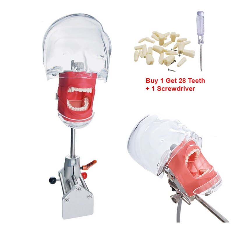 Dental Phantom Head Model with bench mount fo Teeth Model exercise ...