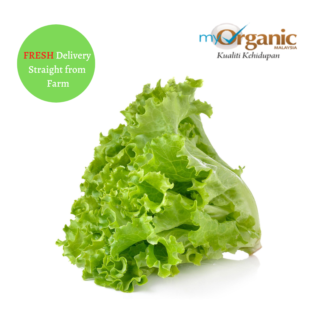 Organic US Looseleaf Lettuce (San Choy) Cameron Highlands 金马仑有机生菜 ...