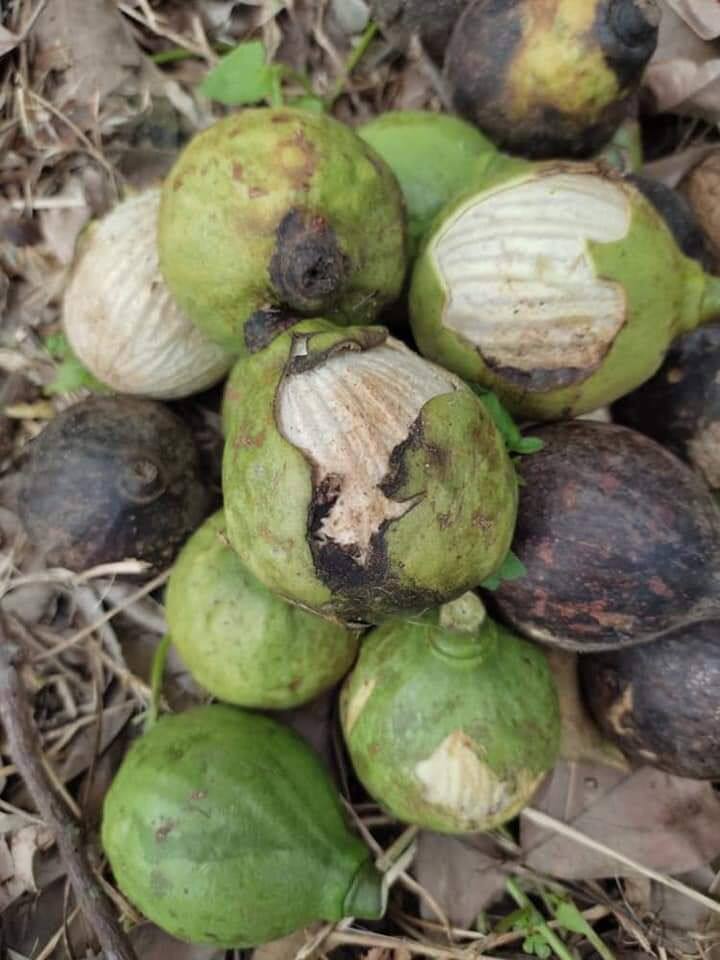 BUAH KULIM SEGAR (1 KG @ 16 biji - 20 biji saiz random) Grade A | Lazada