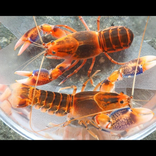 Volcano Yabby Crayfish Lobster Cherax Destructor ‘Volcano’ 1 Piece by ...