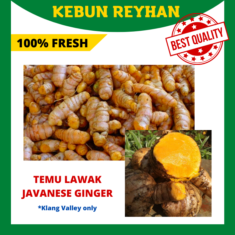 [PRE-ORDER] 100% Fresh Organic 250g Javanese Ginger / Temulawak / Temu Lawak Kuning Asli (Ubi ...