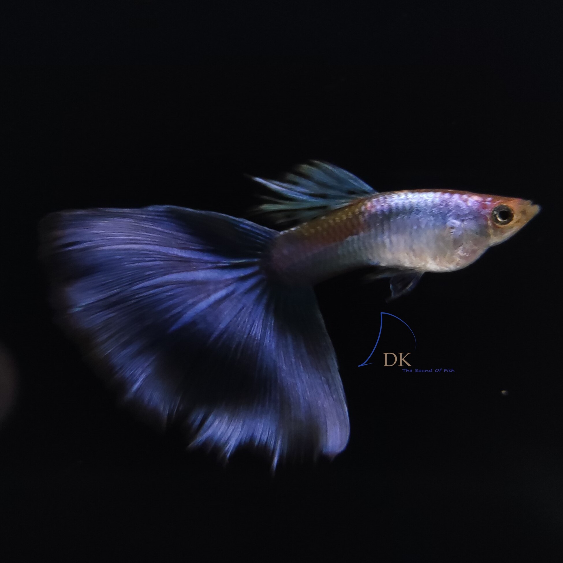 Silverado Blue Tail guppy fish pure strain, ships in a polystyrene foam ...