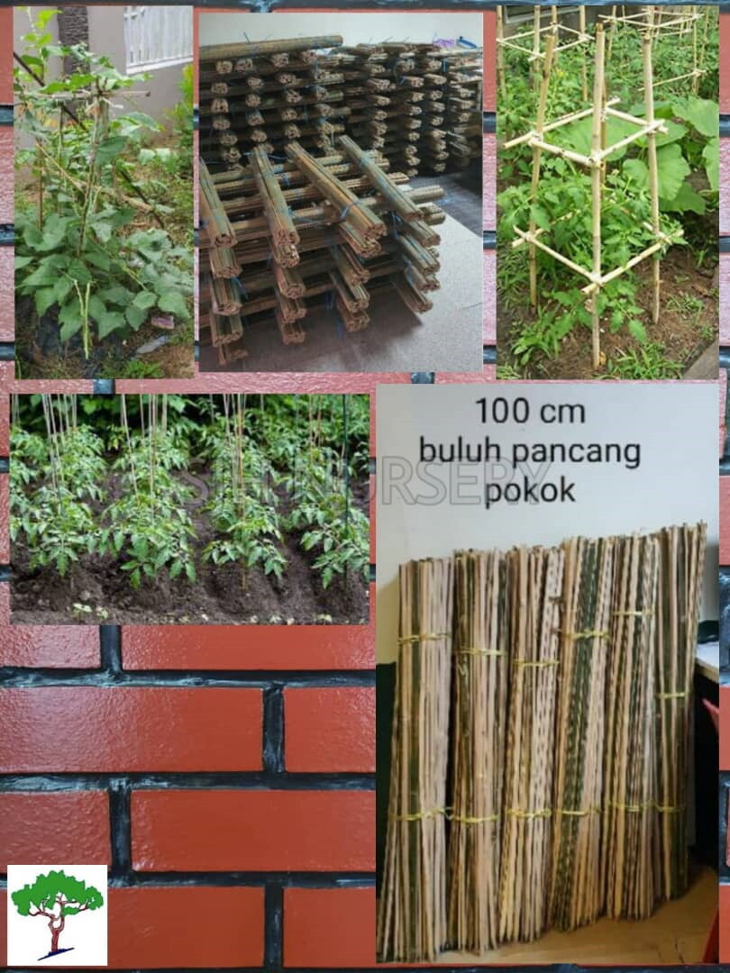 SJH - 10 batang buluh pancang untuk pokok / Bamboo sticks / 竹片枝 ...