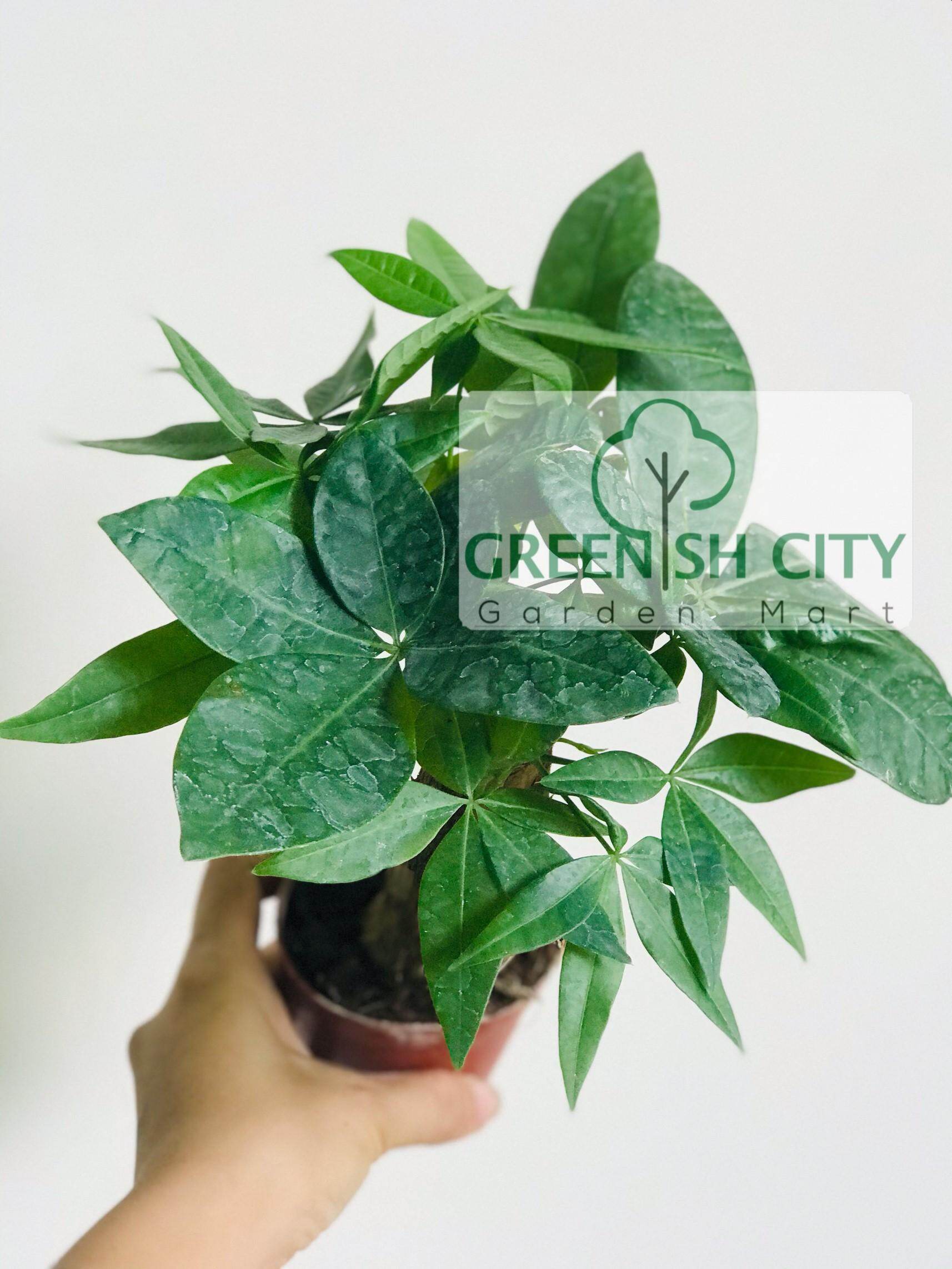 Single Stem Pachira Dollar Tree Pokok FengShui Live Plant 单棍发财树 | Lazada