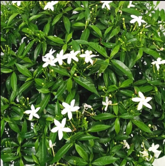 MDC-Pokok Bunga Jasmine Renek / Ervatamia Dwarf Plant / 狗牙花 / Pokok ...