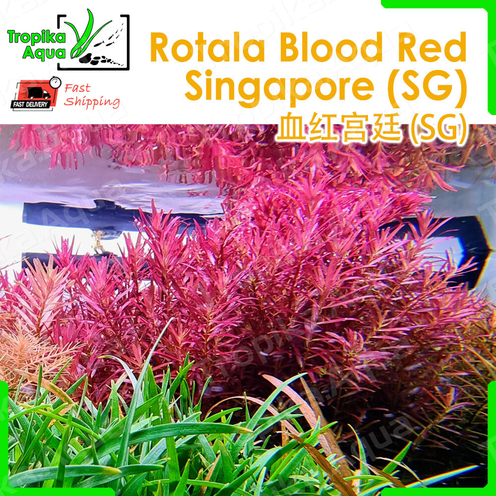 Rotala Rotundifolia Blood Red Singapore SG 血红宫廷 (Submersed) - aquarium ...