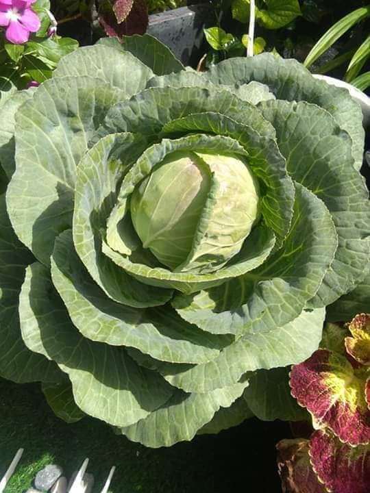 Benih Sayur Kobis Bulat Tahan Panas | Lazada