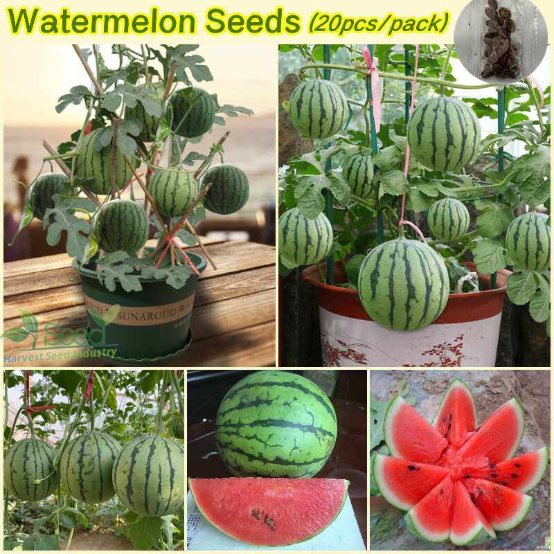 [Fast Germination] Sweet Watermelon Seeds for Planting (20pcs/pack ...