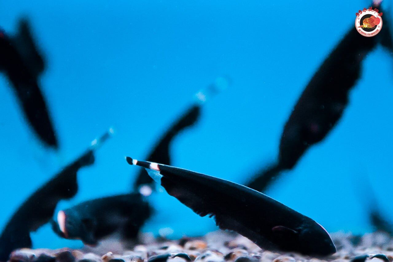 Black Ghost Knife fish 3-6+/- inch | Lazada