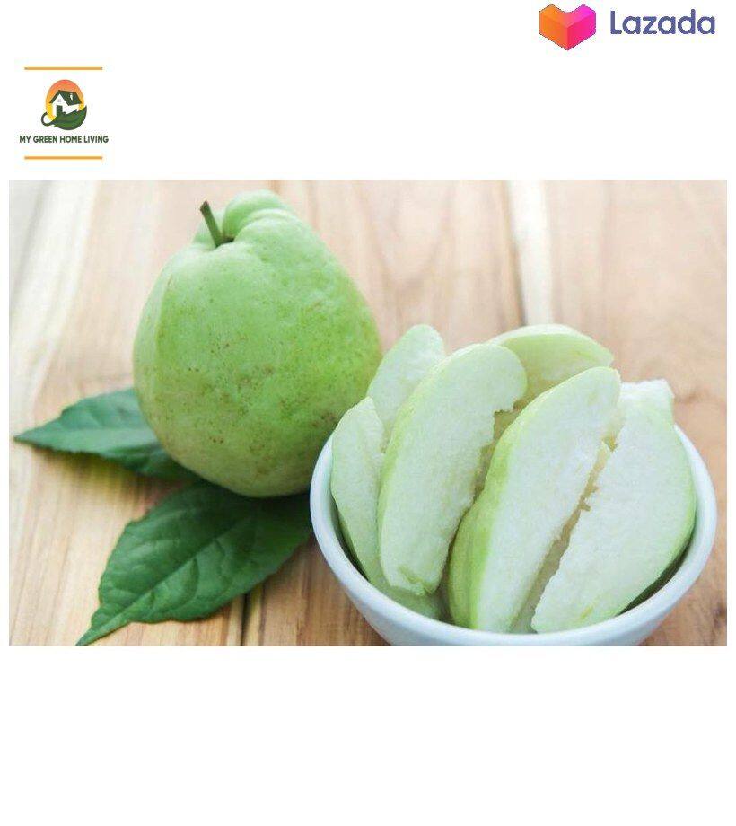 Jambu Batu Seedless - Seedless Jambu Batu Tree, Perfect for Hassle-Free ...