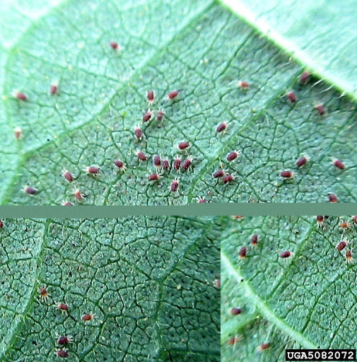 RACUN SERRANGA HAMAMA MERAH CILI / HAMA CILI/ ORTUS | Lazada