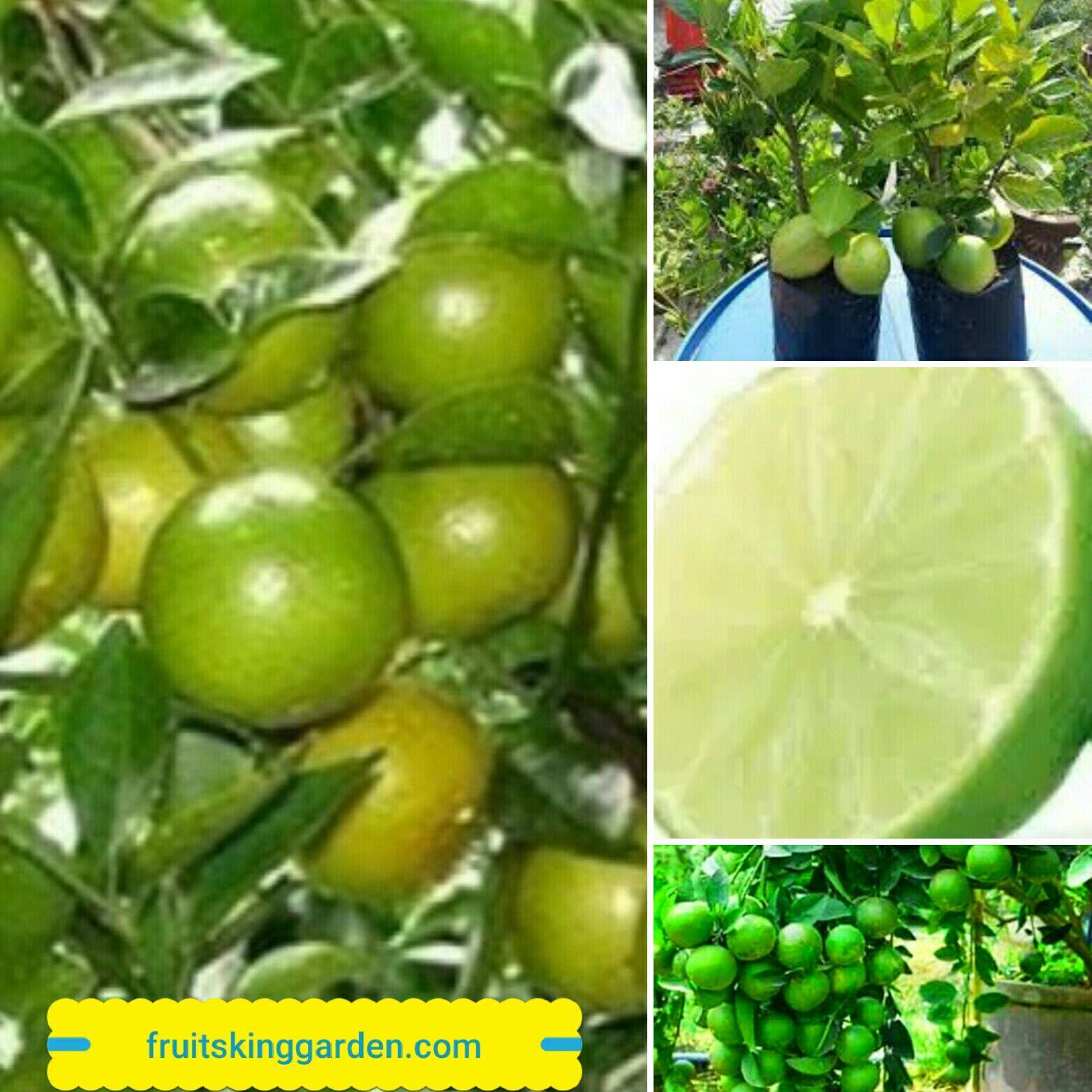 ANAK POKOK LIMAU NIPIS SEEDLESS HYBRID THAILAND Buah Buahan Fruits Live ...
