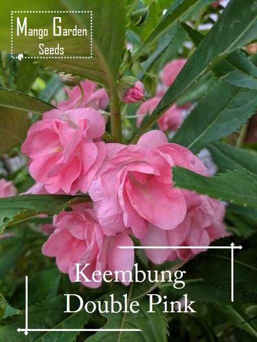 *Rare* Double Petal Bunga Keembung Pink seeds - 20 seed *Pot Friendly ...