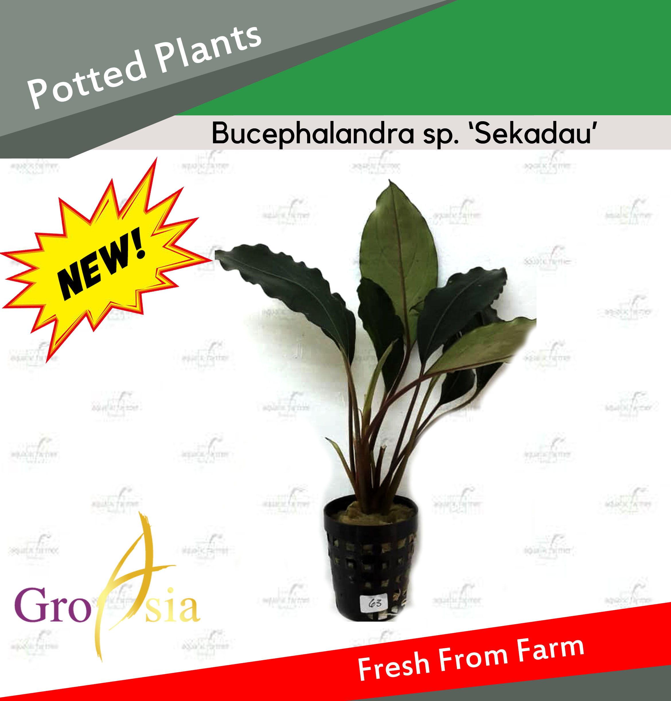 Bucephalandra sp Sekadau Aquatic Plant | Lazada