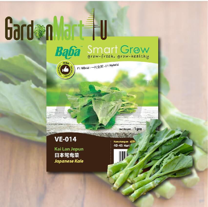 Baba Smart Grow Seeds VE-014 Japanese Kale (Kai Lan Jepun) Vege Seed ...
