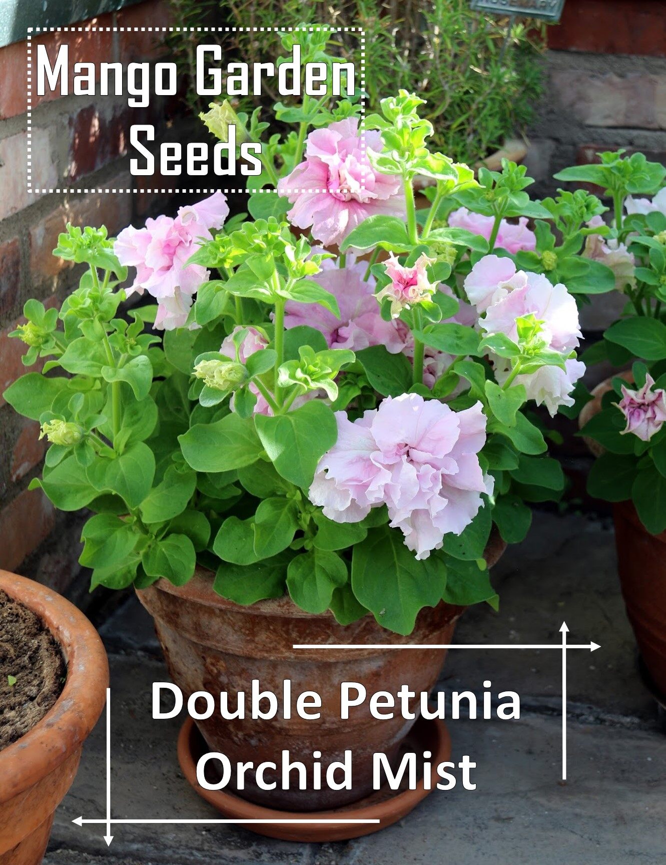Orchid Mist Double Petunia Seeds - 15 Seed *Pot Friendly* Tanam Pasu ...
