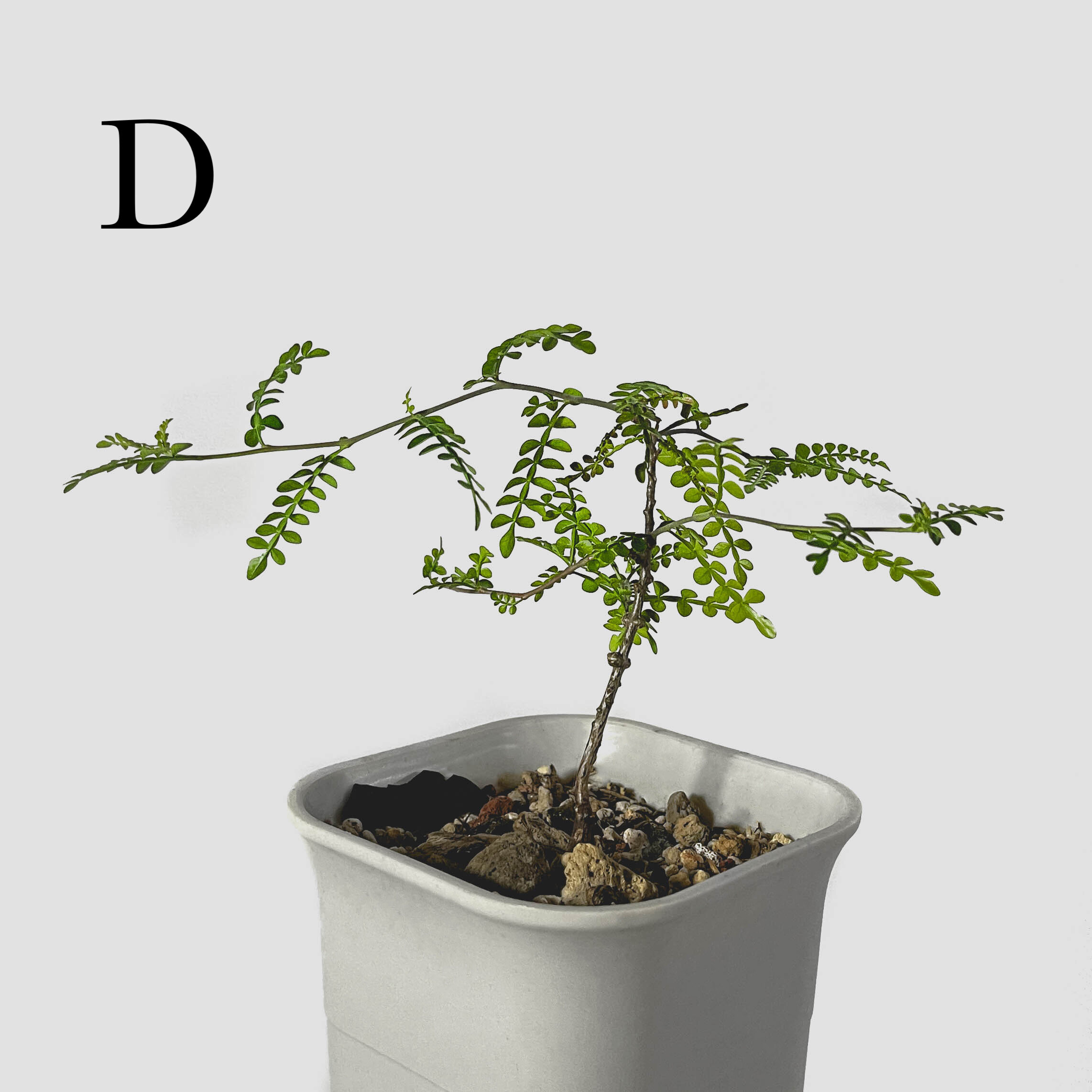 zac.culent - Operculicarya pachypus (Seedling) 象足漆树 (Caudex Succulent) | Lazada