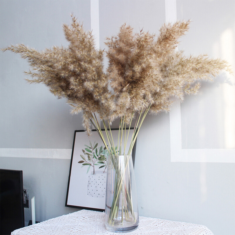 Pampas grass decor natural dried flowers plants flowers dry flower ...