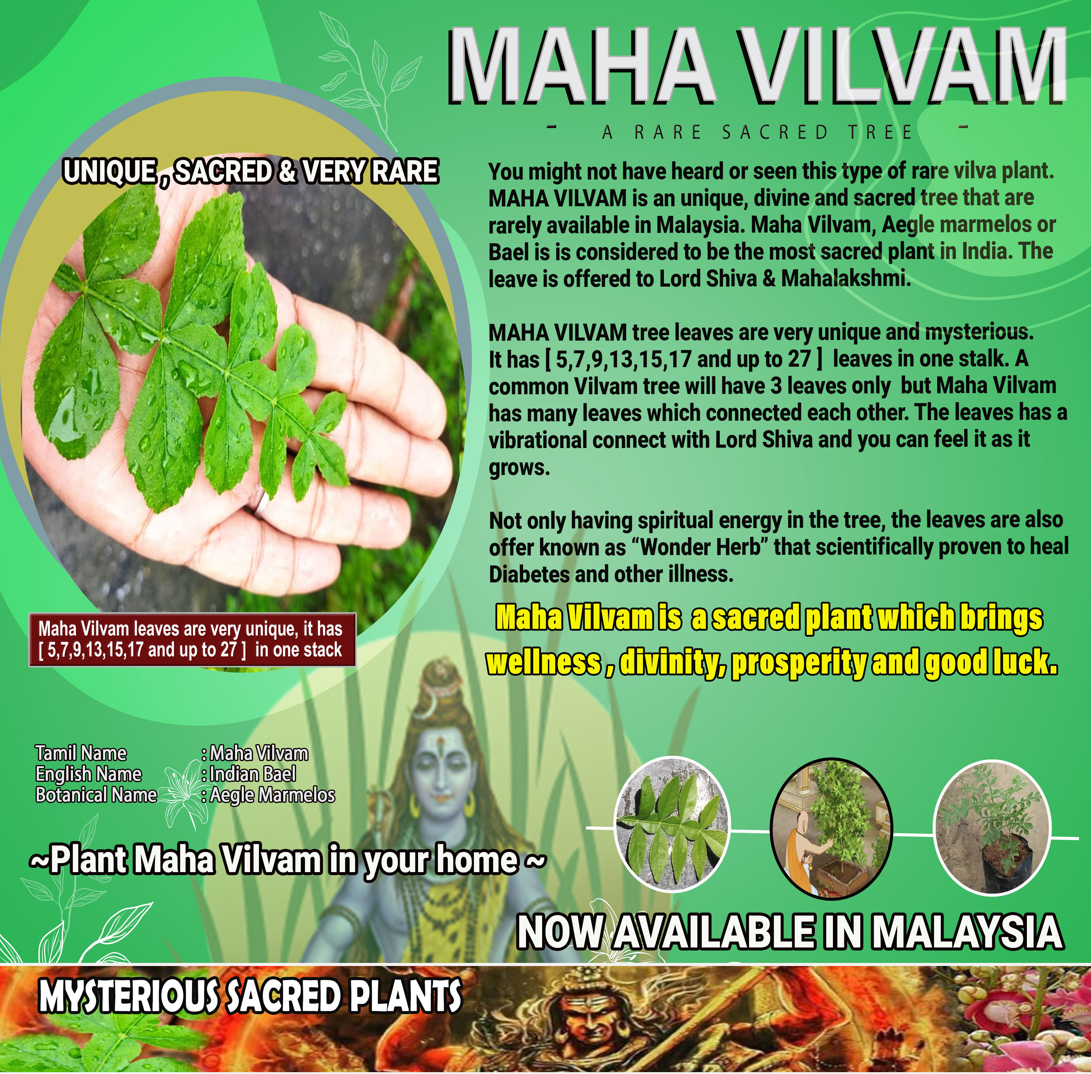 Live Plant Maha Vilvam Feng Shui VASTU SHASTRA Energetic Plant COMES with Special Prayer under ...