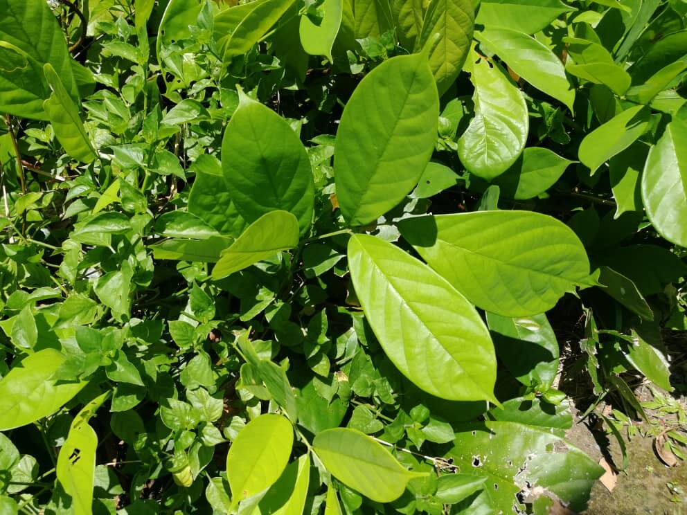 MM- Derris elliptica sapling / Anak Pokok Akar Tuba Anak Pokok Tanaman ...