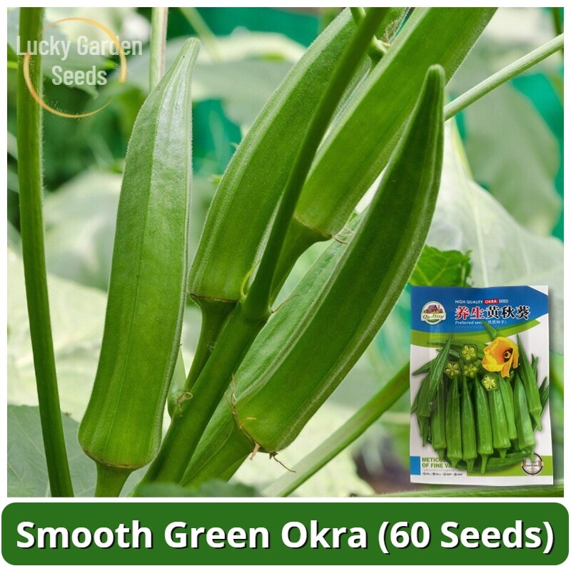 High Yield Smooth Green Okra Seeds for Planting Vegetable Plants (60 ...