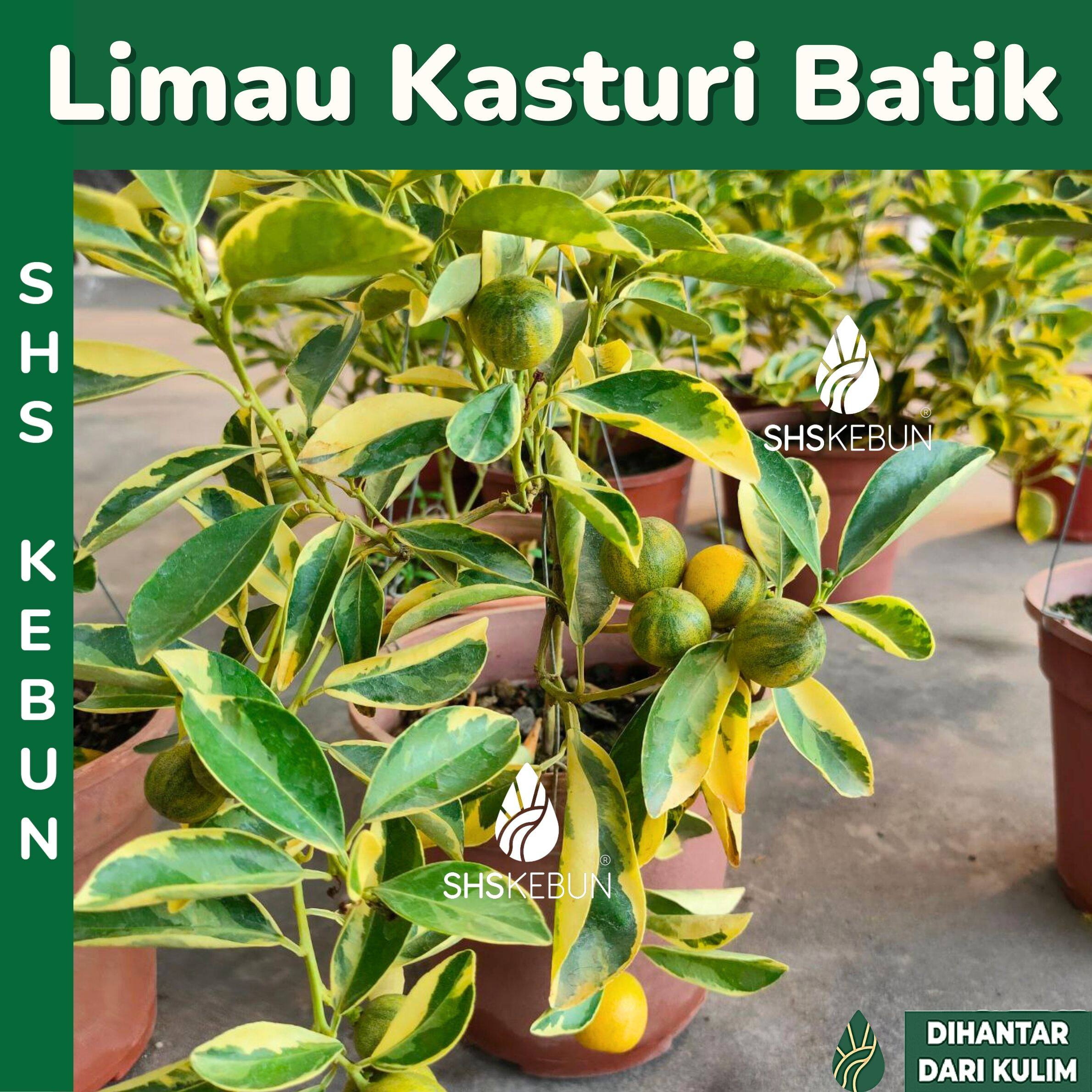 Pokok Limau Kasturi Pokok Limau Kasturi Batik Pokok Herba Pokok Outdoor ...