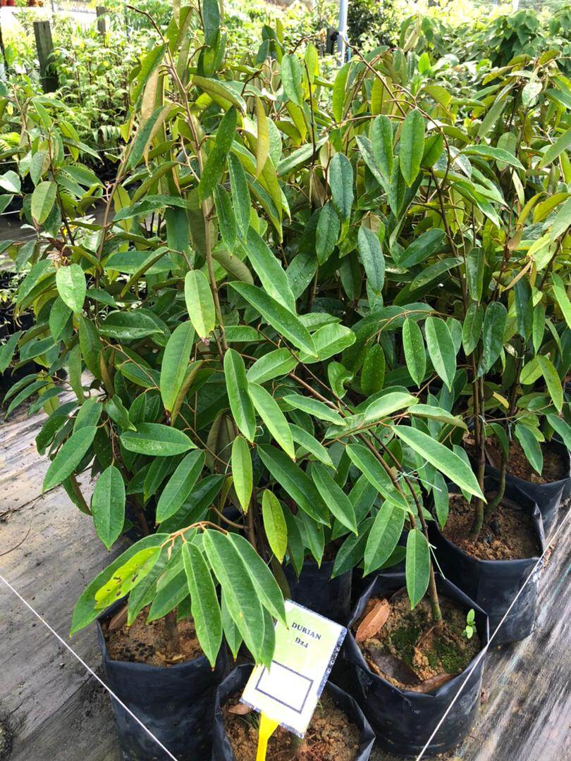 MDC- [ Buah ] ANAK POKOK Durian D24 Grafted sapling- Anak Pokok Durian ...