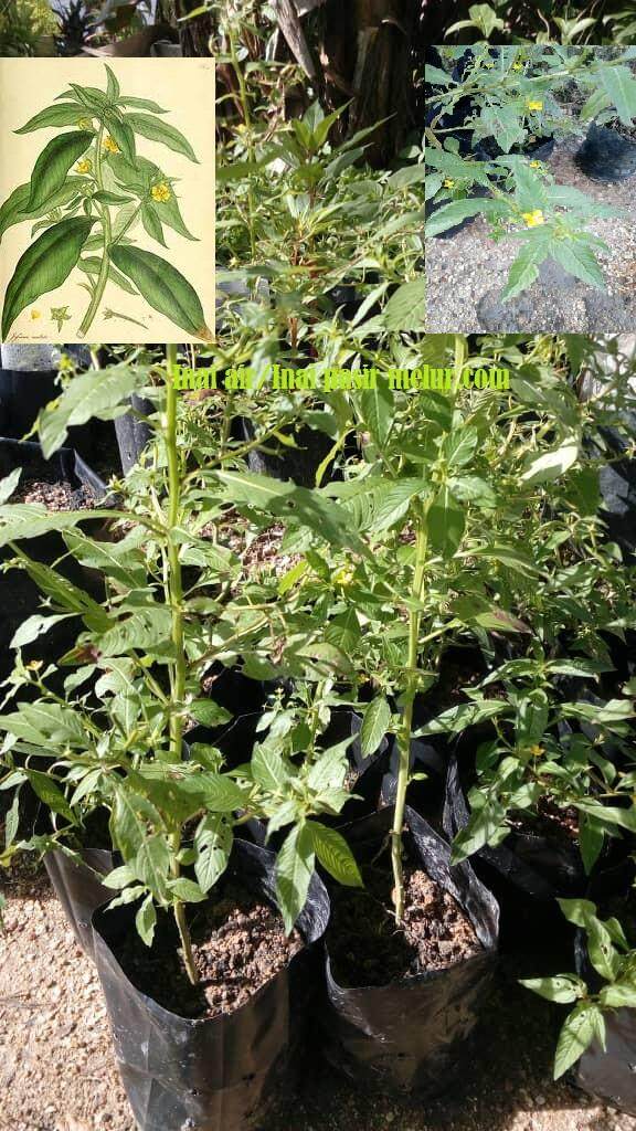 MM- Anak Pokok Inai Air / Inai Pasir / Jussiaea linifolia sapling ...