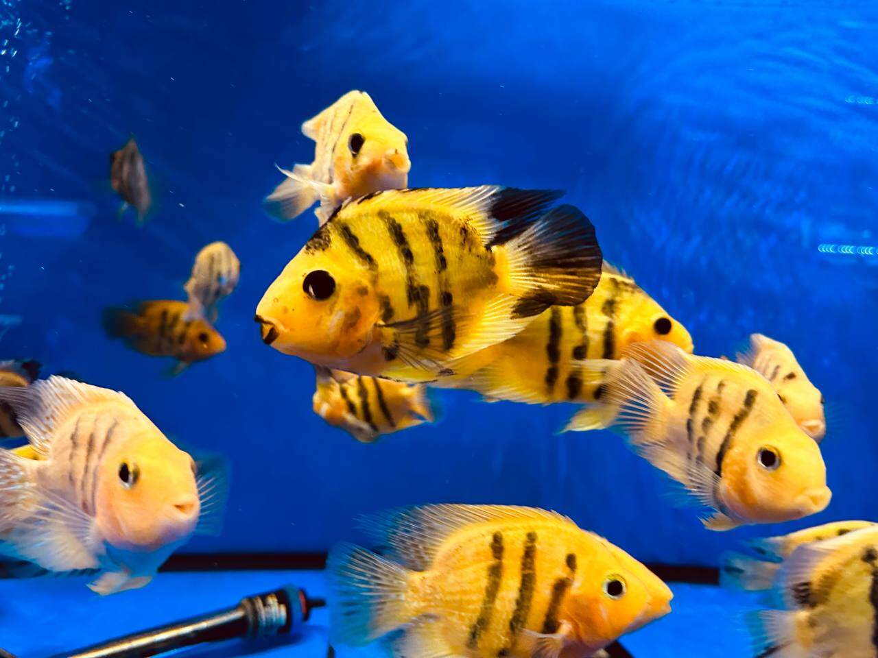 3inch+/- Zebra Parrot Fish (Red/Yellow) 斑马鹦鹉鱼（红/黄） | Lazada