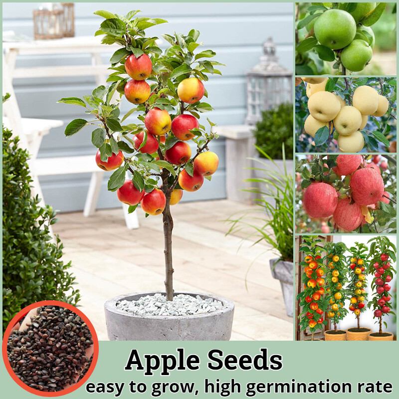 [Fast Germination] Fresh Fruit Seeds Apple Seeds for Planting (50 Seeds ...