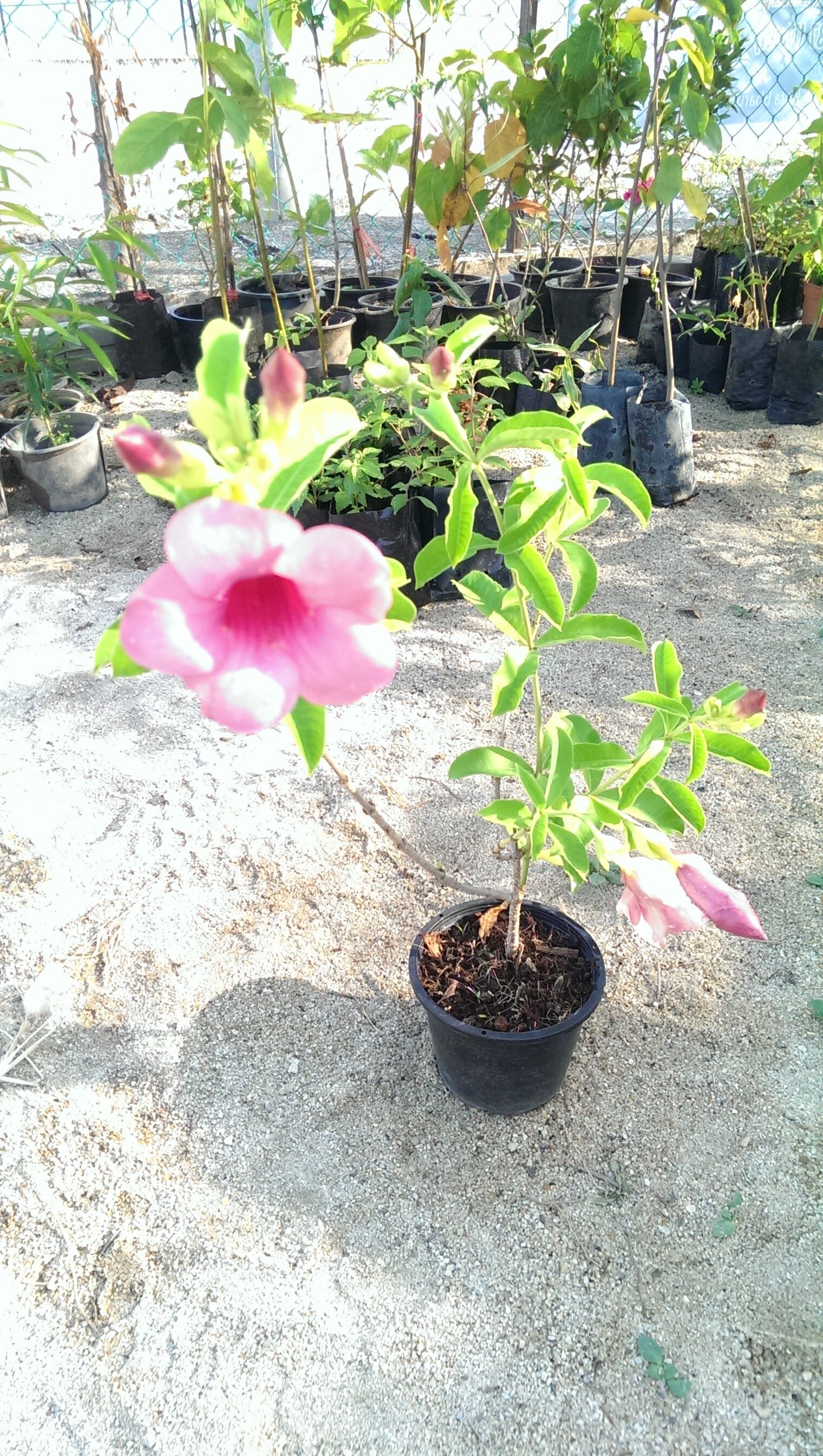 Pink Alamanda Plant/ Anak pokok alamanda merah jambu | Lazada