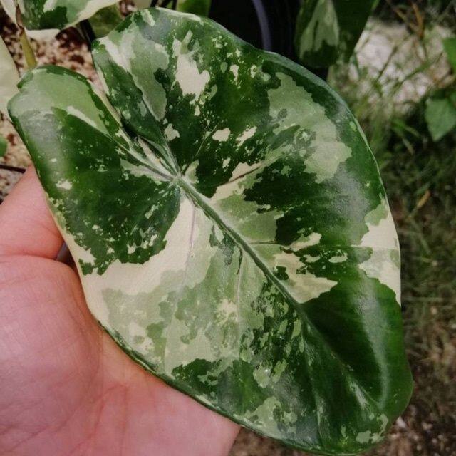 Alocasia Black stem Variegated Pokok Keladi Hiasan Rare Limited edition ...