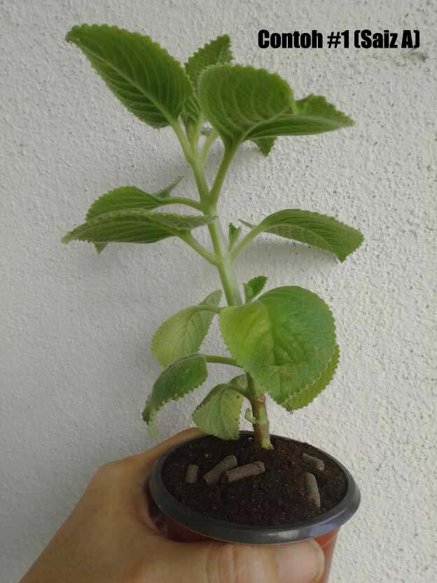 Mexican Mint, Indian Borage, Cuban Oregano Tree / Pokok Bangun-bangun ...