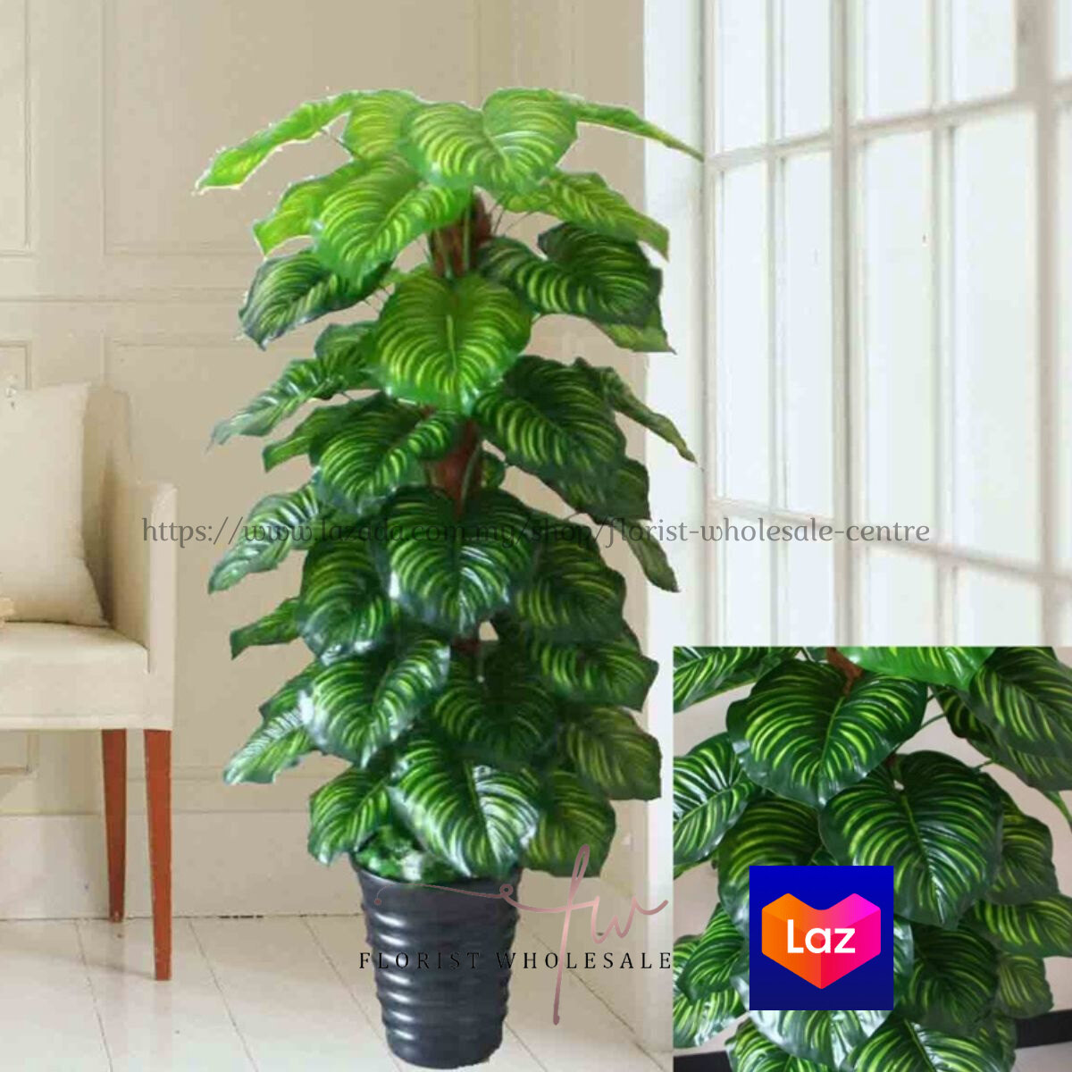 POKOK HIASAN RUMAH / POKOK VIRAL / POKOK SKYBIRD / POKOK MONSTERA (1 ...