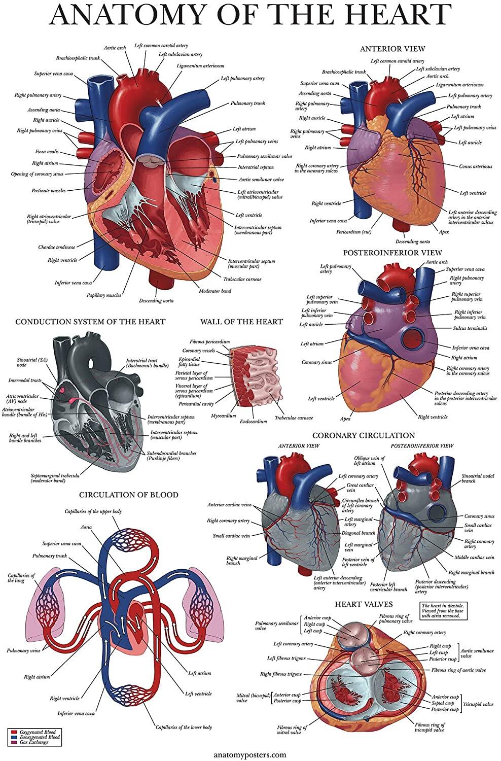 Heart Anatomy Poster ลามิเนต Anatomical Chart Of The Human Heart X 1009 ...