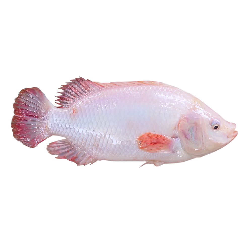 FISH - 700g - 900g Ikan Tilapia Merah 红非洲鱼 Freshwater fish, no mud ...