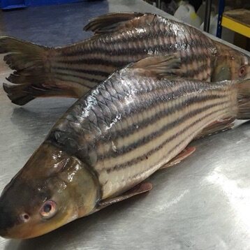 IPOH SEAFOOD - IKAN TEMOLEH / 国宝鲤，独目鲤 6.5kg-7.5kg FROM PAHANG - FREE ...