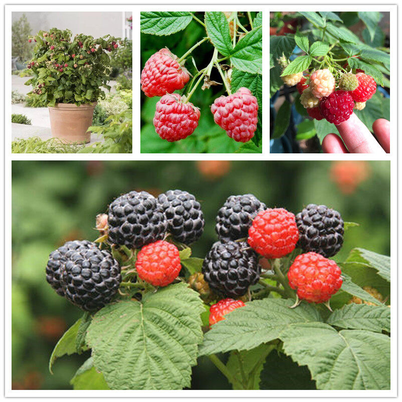 Malaysia Biji Buah (High Quality) Raspberry Fruit Seeds Fruit Tree ...