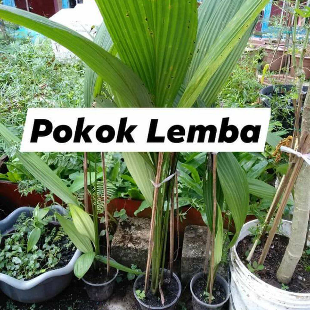 Pokok Lemba (Lambor / Nyiur Puyuh) (Molineria latifolia) Pokok Herba ...