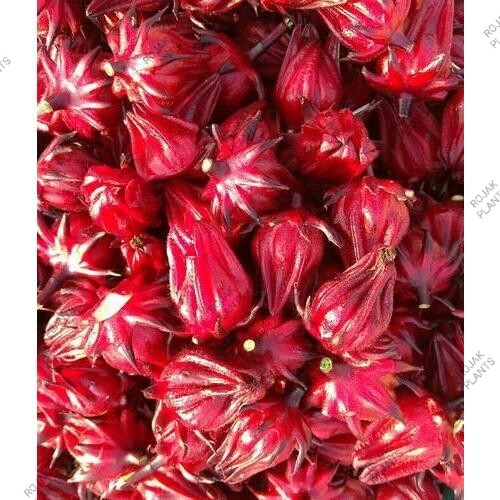 ANAK POKOK ASAM BELANDA (SUDAH BERBUAH) / ROSELLE PLANT / 洛神花 / POKOK ...