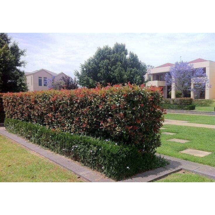 POKOK KELAT PAYA | Lazada