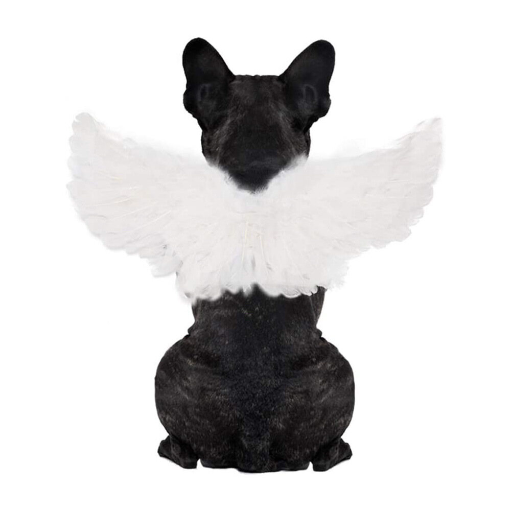 DY Loving Pet Transformed Costume Dog Shooting Props Angel Feather ...