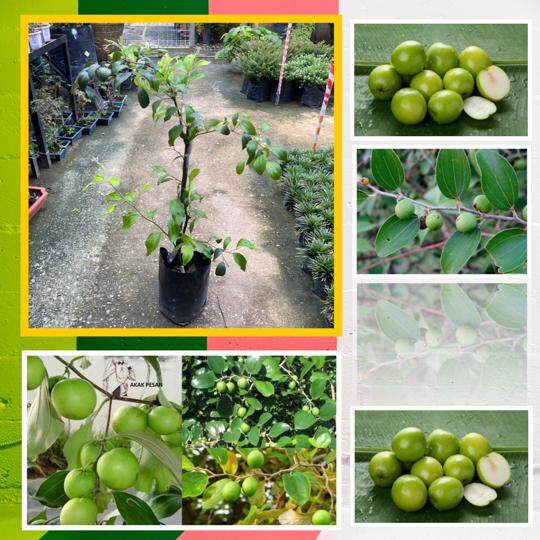 POKOK BUAH-BIDARA EPAL 74CM (2488) | Lazada