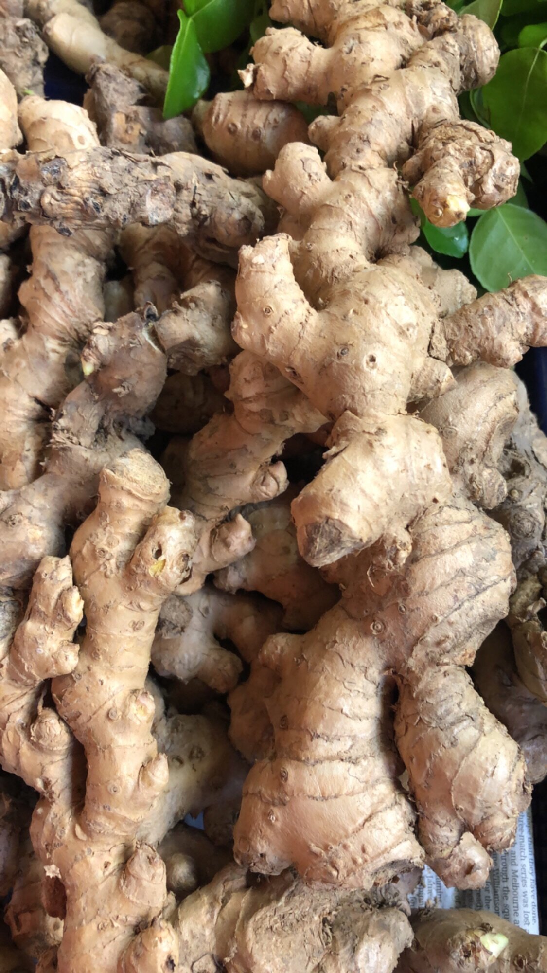 Lempoyang ( zingiber zerumbet)1kg | Lazada