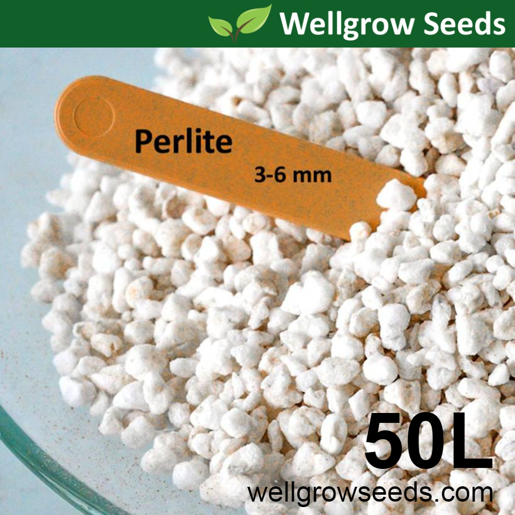 Perlite (3-6mm) (For Cactus & Succulents Natural Expanded Volcanic ...