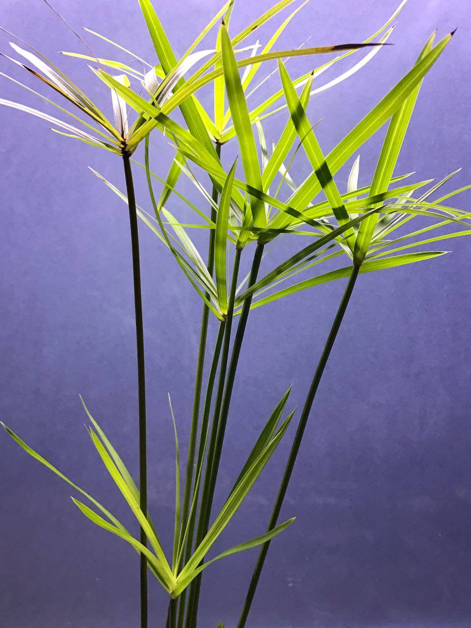 Cyperus Haspan | cyperus papyrus Pond , Terrarium Plant Pond Plant | Lazada