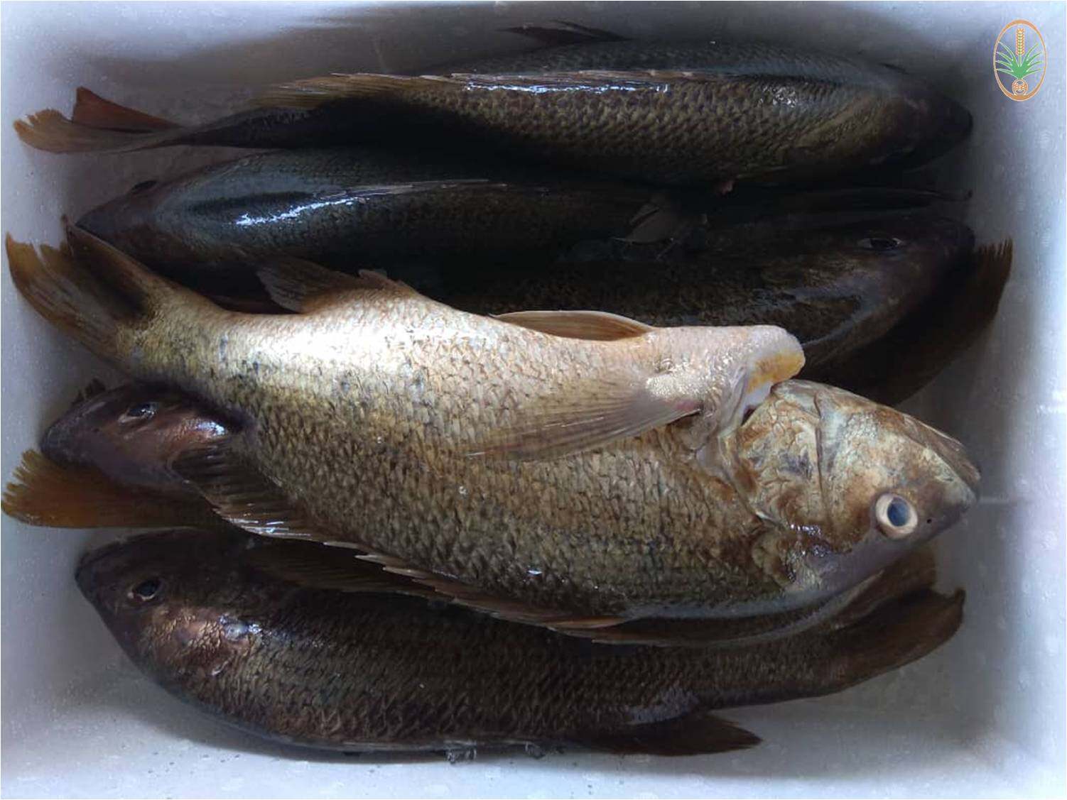 FISH - Golden Snapper / Ikan Jenahak WHOLE FISH (1kg+-) 红枣鱼 [CLEANED ...