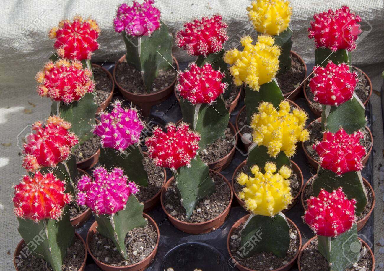 Moon Cactus Colors