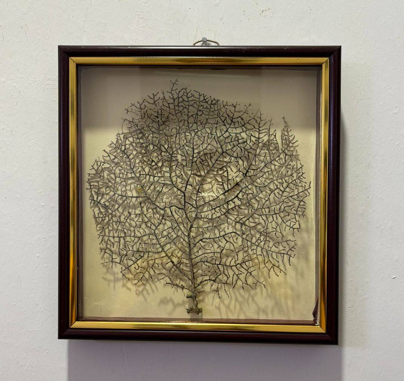 Energized and 100% Original Indrajal Tree with Frame for Vastu Remedy ...